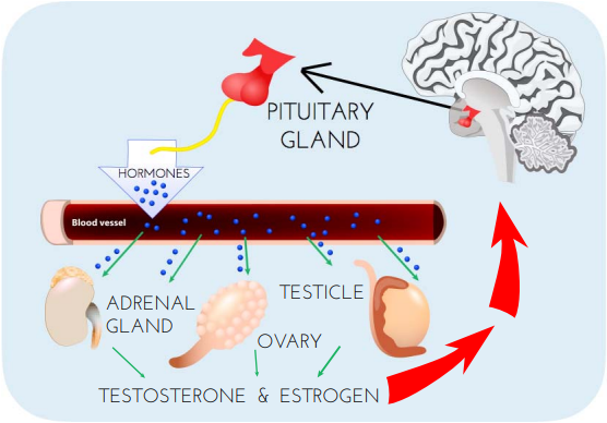 Ảnh hưởng của hormone lên Lo âu xã hội (Effect Of Hormones on Social ...