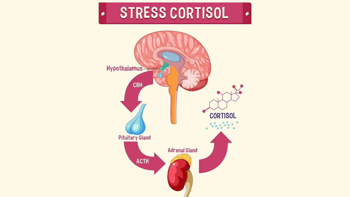 Sơ lược về Cortisol (Overview of Cortisol) – Exploring Psychology – Khám Phá Tâm Lý Học