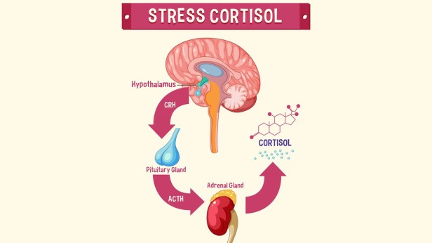 Sơ lược về Cortisol (Overview of Cortisol) – Exploring Psychology ...